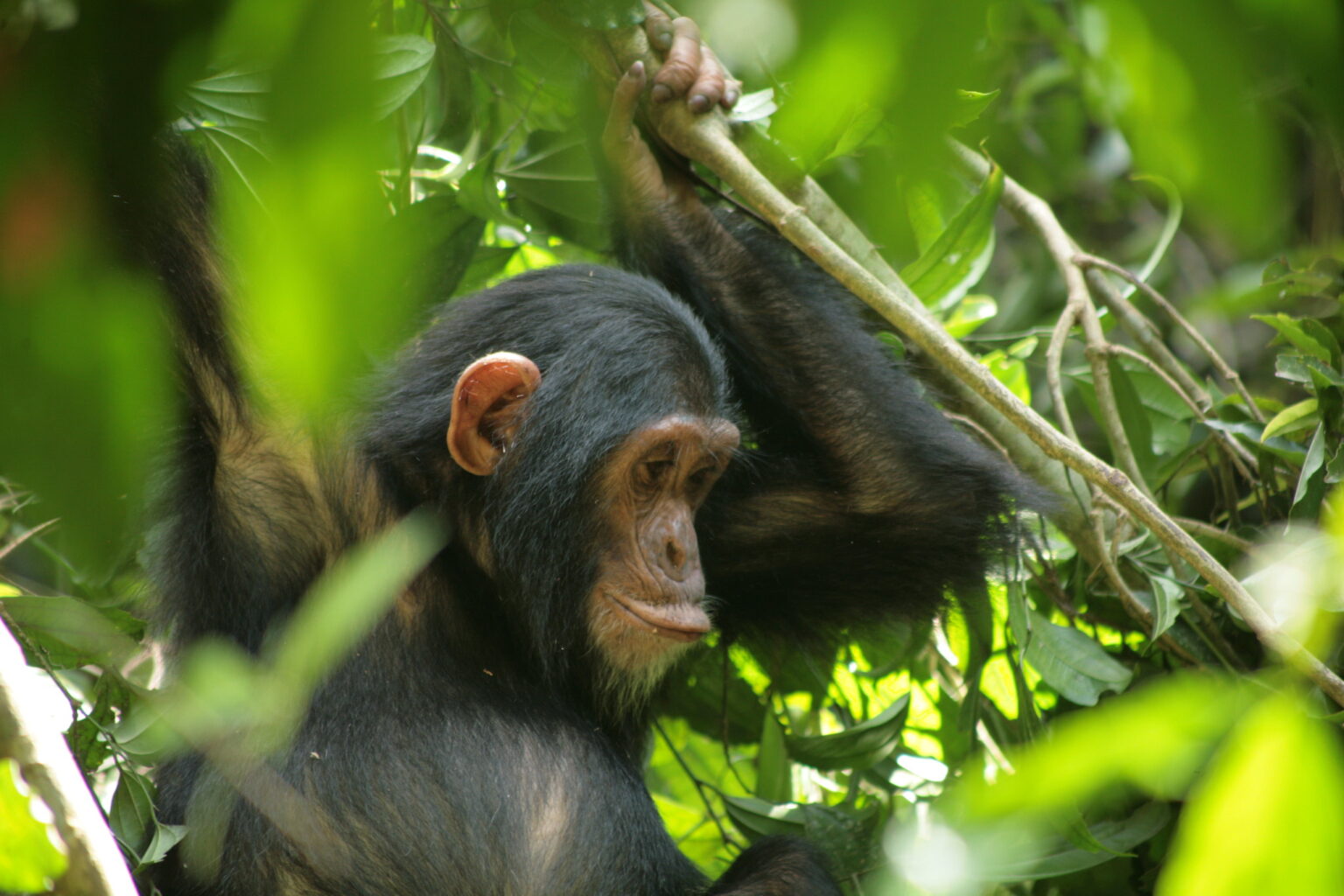 Nyungwe Forest National Park Rwanda