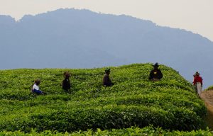 Visit Tea Estate Rwanda, Tour Gisakura Tea Farm, Agritourism Rwanda